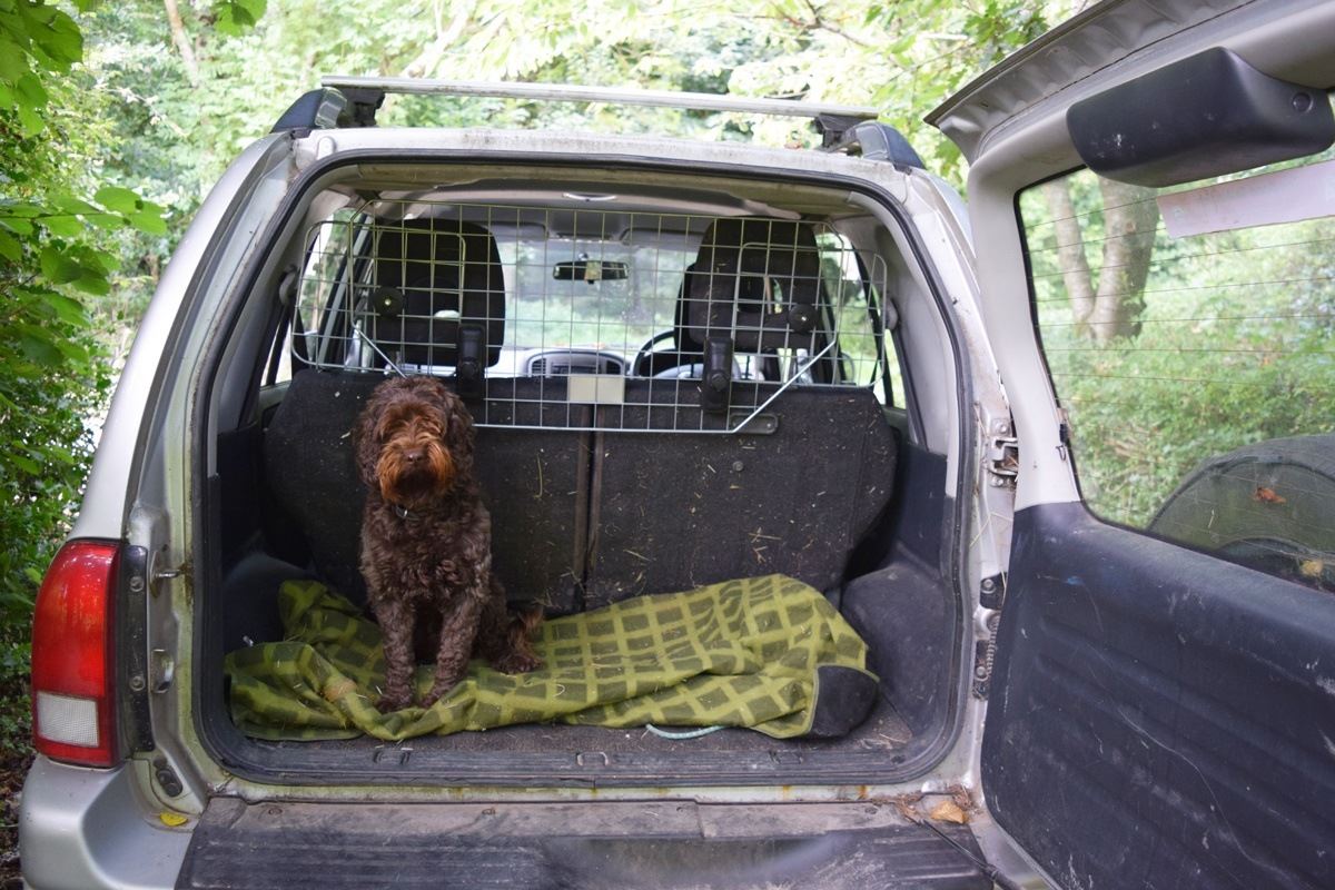 Review: RAC Advanced Mesh Dog Guard | Product Reviews | Honest John